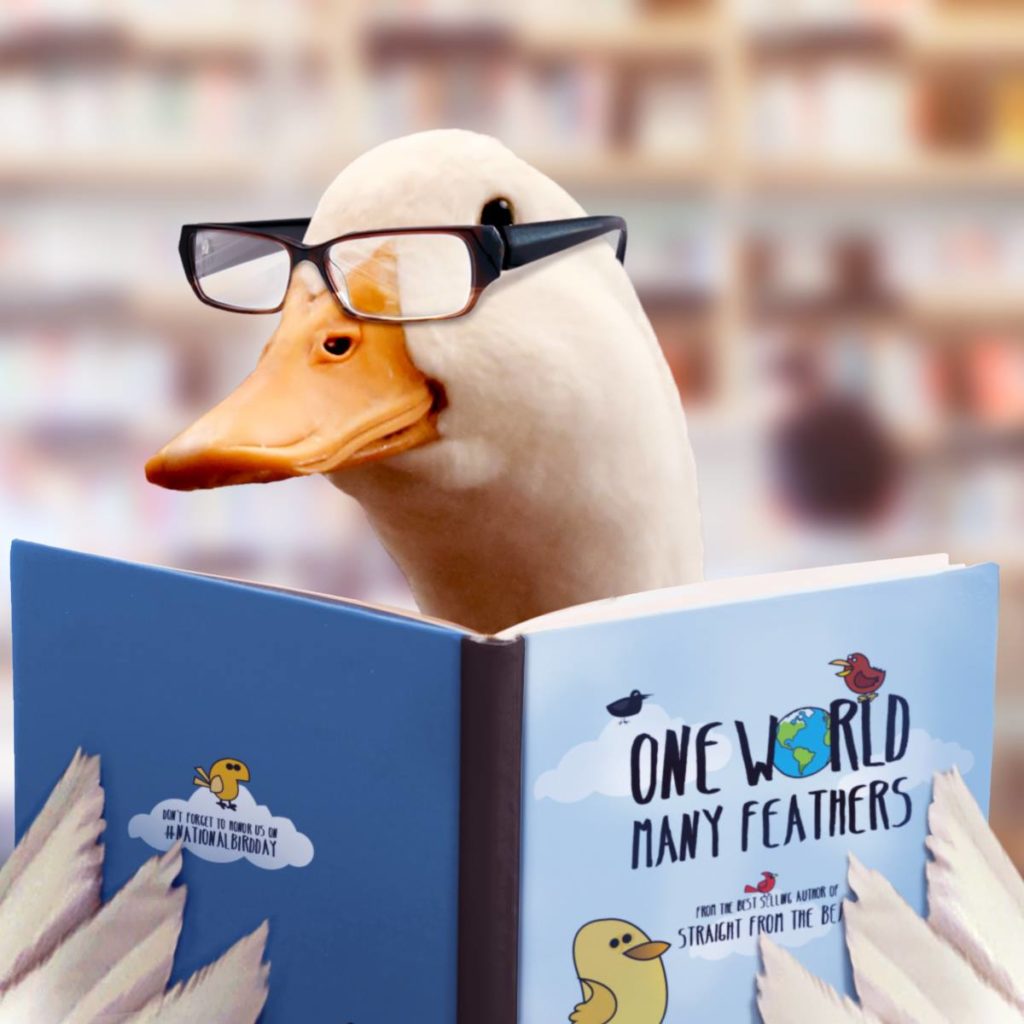 Ducks: An Integral Part of Language and Culture - Welcome to Portlandistan